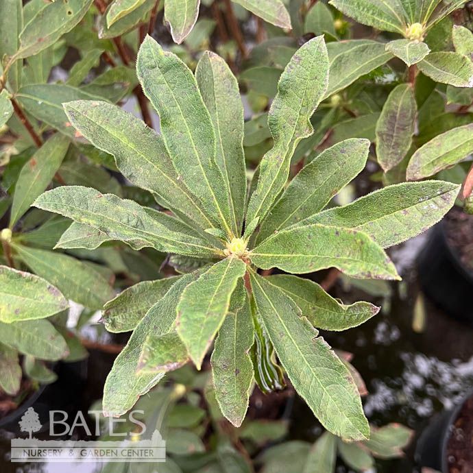 #3 Rhododendron austrinum/ Florida Flame Deciduous Azalea Native (R)