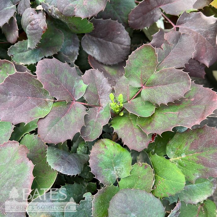 #2 Mahonia repens Darkstar/ Creeping Oregon Grape