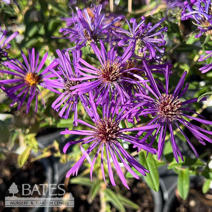 QP Symphyotrichum grandiflorum/ Big-Headed Aster Native (R)