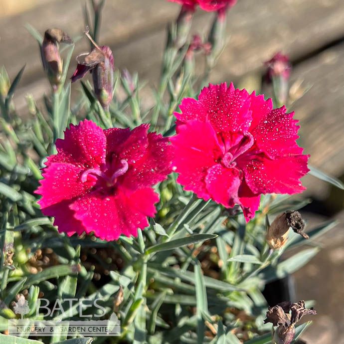 #1 Dianthus Everbloom 'Red Delicious'