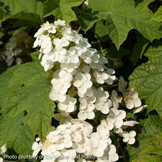 #3 Hydrangea quer Autumn Reprise/ Oakleaf Native (TN)