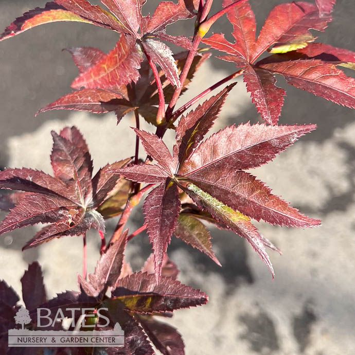 #3 Acer pal Red Baron/ Red Upright Japanese Maple