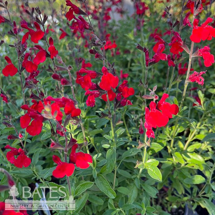 QP Salvia greggii Radio Red/ Autumn Sage Native (R) - No Warranty