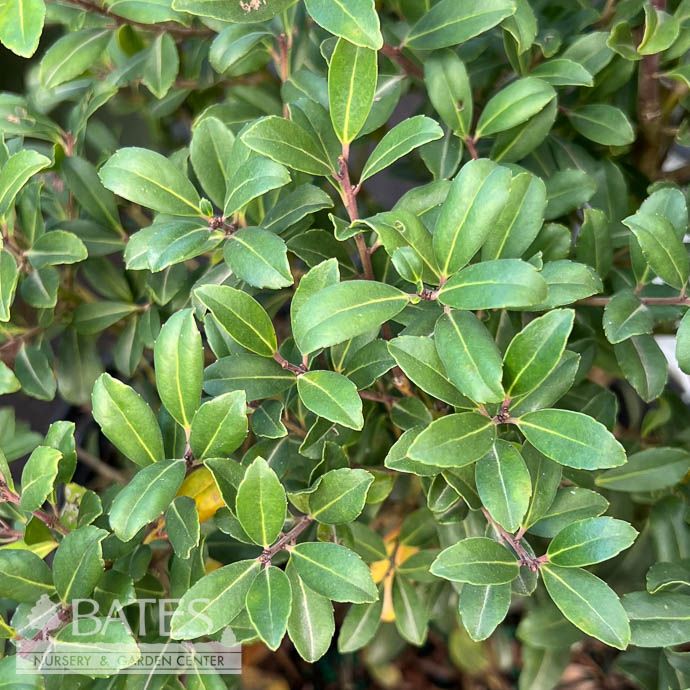 #3 Ilex glabra PW Squeeze Box/ Inkberry Holly (male) Native (R)