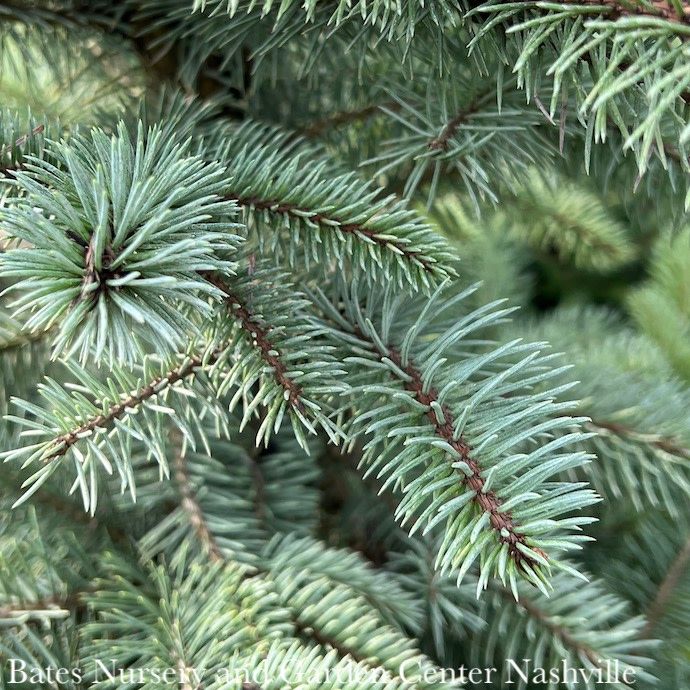 #5 Picea pun Blue Diamond/ Blue Spruce