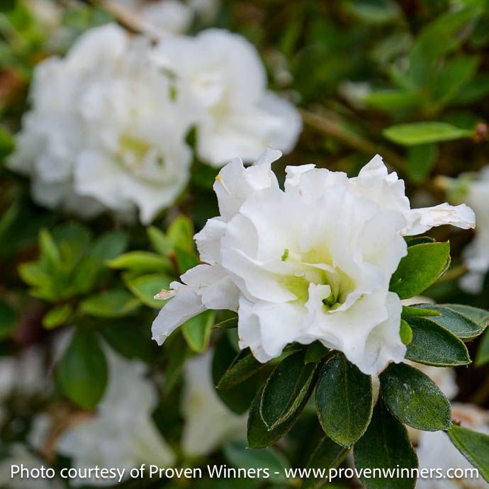 #3 Azalea x PW Perfecto Mundo 'Double White'/ Repeat