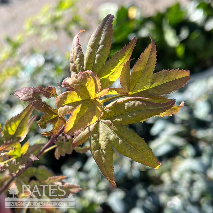 #3 Acer pal Beni Hoshi/ Red Dwarf Ruby Stars Japanese Maple