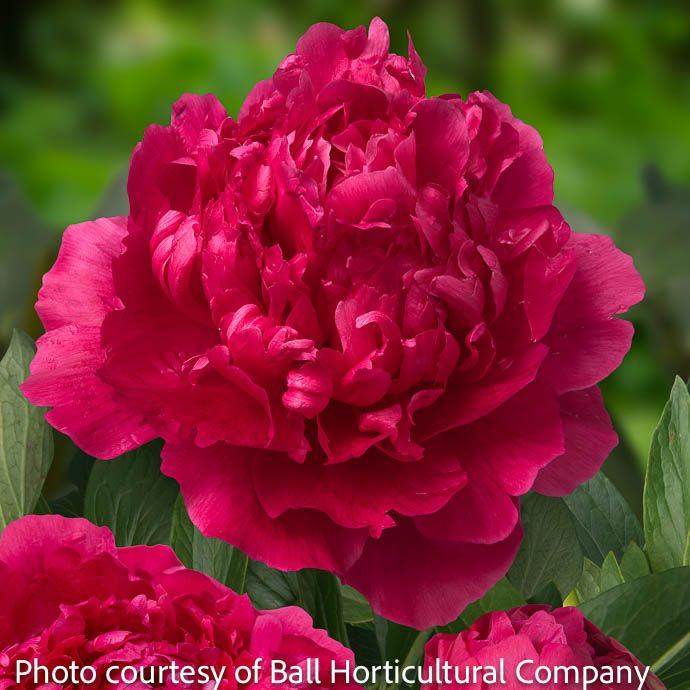 #3 Paeonia Felix SUPREME/ Double Red Peony
