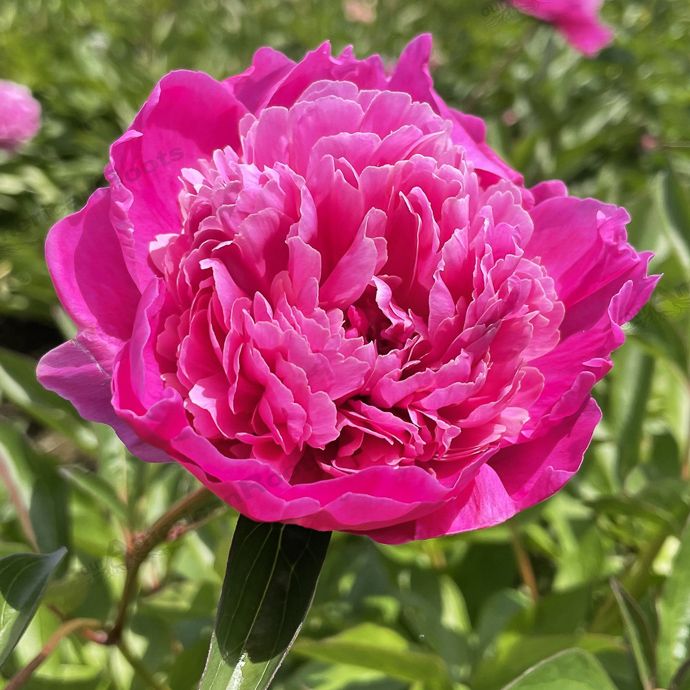 #1 Paeonia x Pink Pompadour/ Two Toned Fuchsia Peony