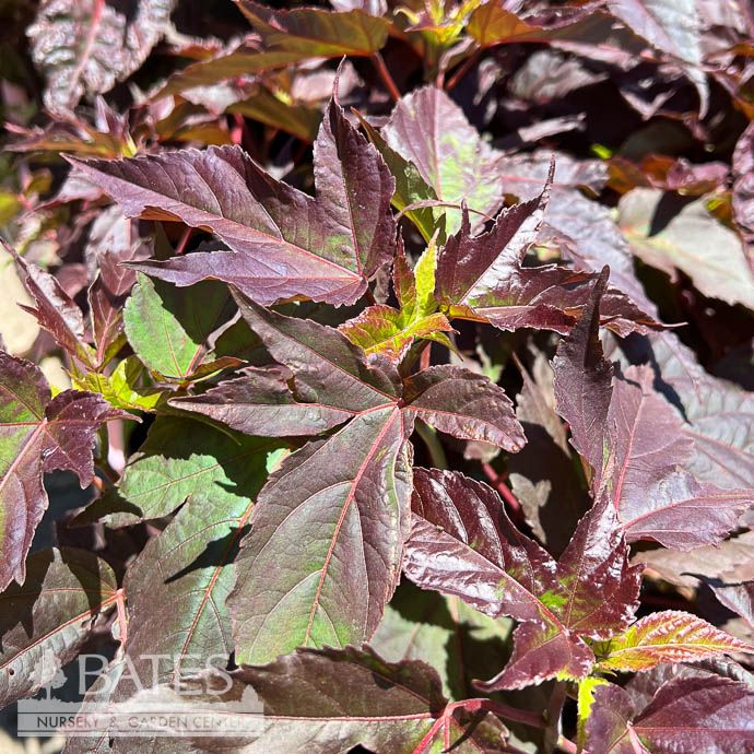 #1 Hibiscus mosc Moonshadow 'Morello'/ Red Hardy Native (TN)