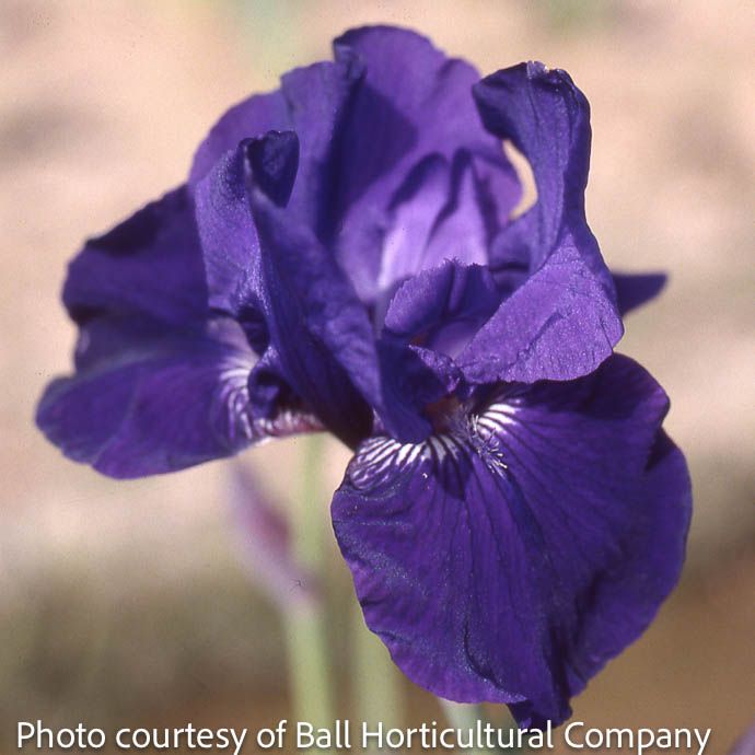 #1 Iris germ Halston/ Purple German Bearded