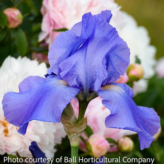 #1 Iris germ Sugar Blues/ German Bearded