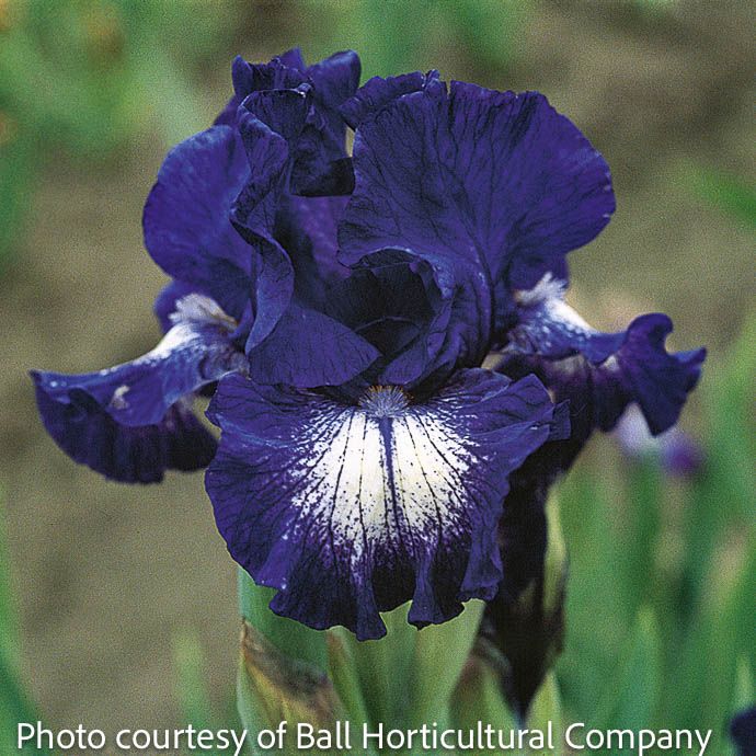 #1 Iris germ Starwoman/ Purple and White German Bearded