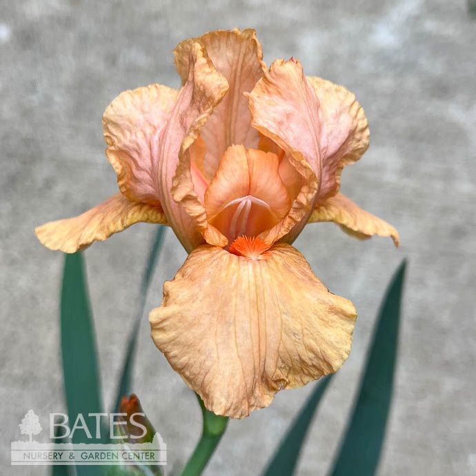 #1 Iris germ Many Mahalos/ Orange German Bearded