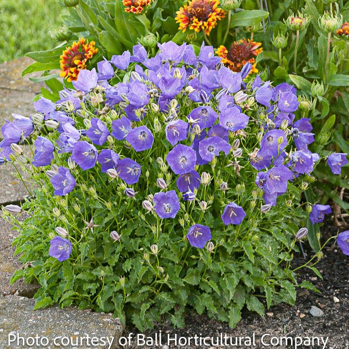 QP Campanula carp Pearl Deep Blue/ Bellflower