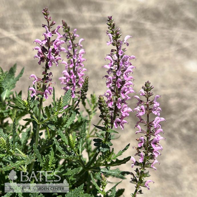 #1 Salvia Feathers Flamingo/ Pink Sage