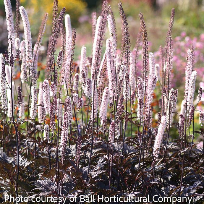 #1 Actaea (Cimicifuga) simplex Brunette/ Snakeroot, Bugbane