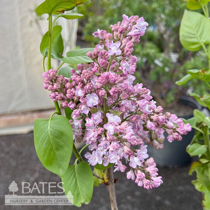 #2 Syringa vul Belle de Nancy/ Pink Lilac