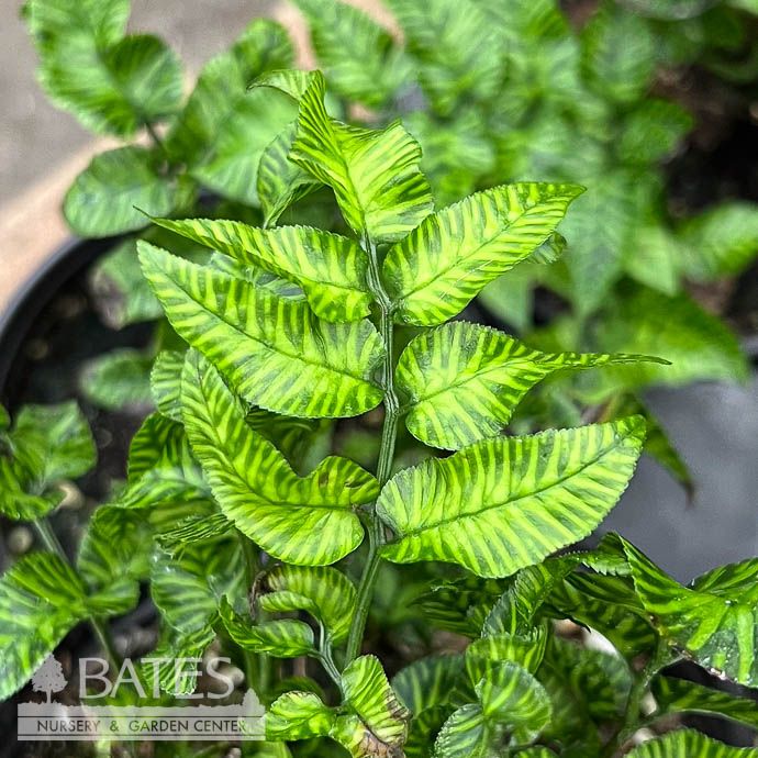 4p! Fern Golden Zebra Bamboo