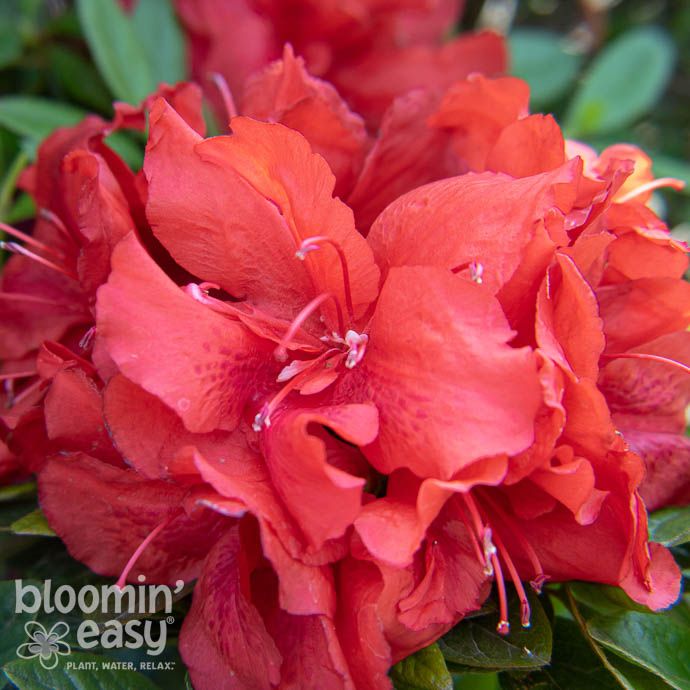 #3 Azalea x BE Ever After 'Ruby'/ Repeat Red