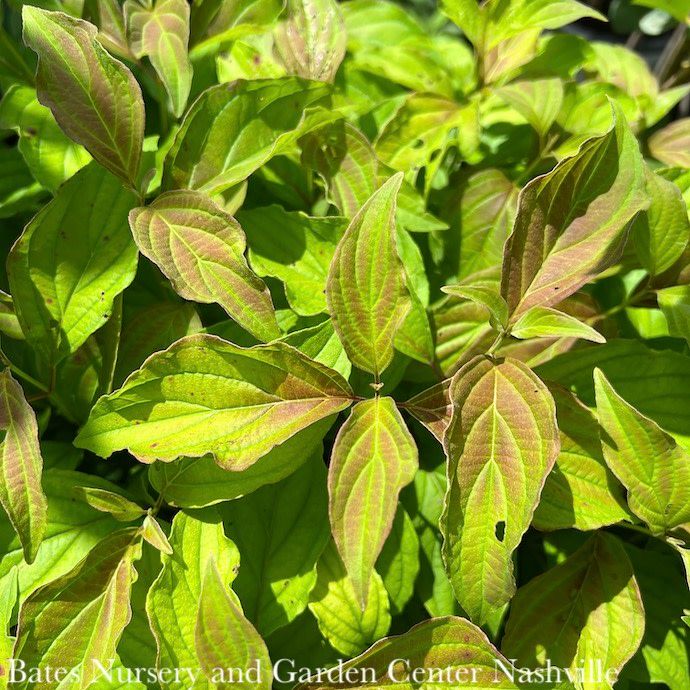 #2 Cornus sericea Kelseys Red-osier/ Dwarf Red Twig Dogwood Native (R)
