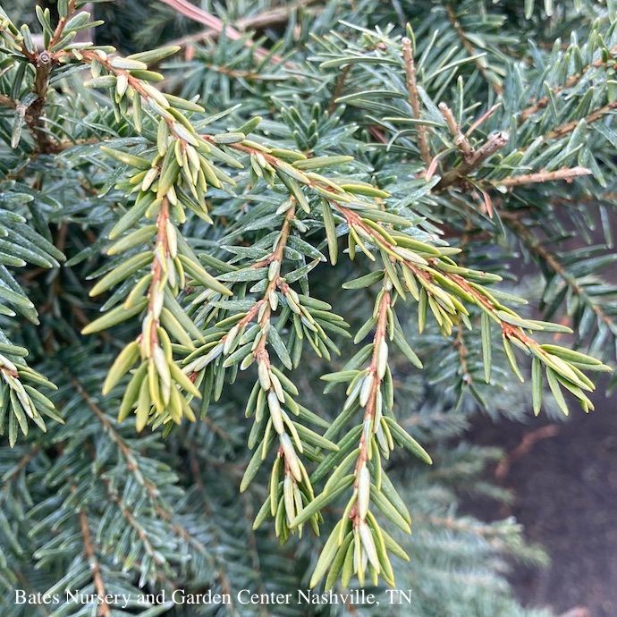 4-5' ft Tsuga canadensis/ Eastern, Canadian Hemlock Native (TN) - No ...