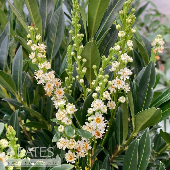 #3 Prunus lauro Otto Luyken/ Cherry Laurel