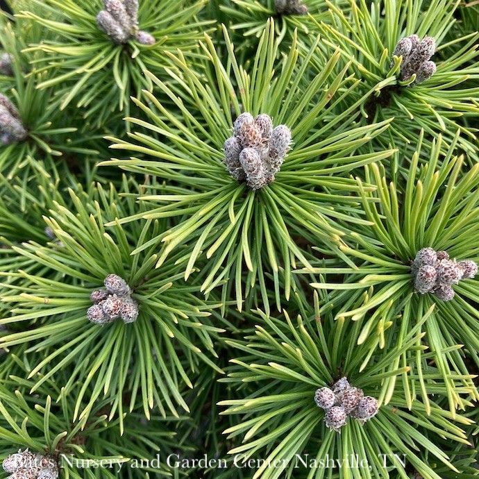 #6 Pinus mugo Mops/ Dwarf Pine