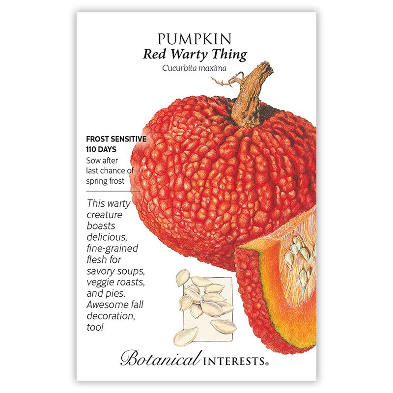 Seed Veg Pumpkin Red Warty Thing - Cucurbita maxima