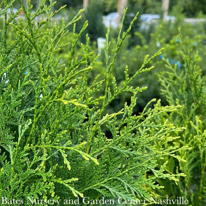 #7 Thuja occ Full Speed A Hedge (American Pillar)/ Columnar Arborvitae