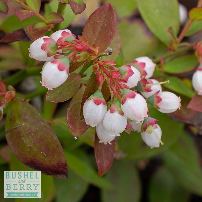 Edible #1 Vaccinium x Bushel and Berry 'Sapphire Cascade'/ Blueberry