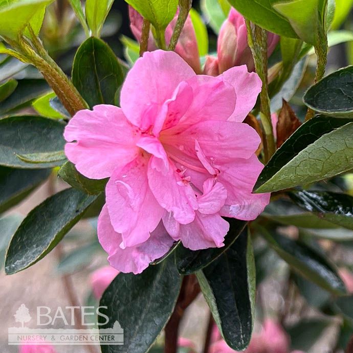 #3 Azalea x Rosebud (Gable Hybrid)