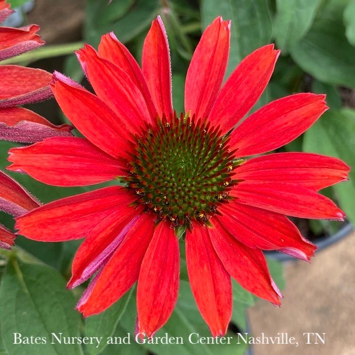 #1 Echinacea x PW Color Coded 'Frankly Scarlet'/ Coneflower