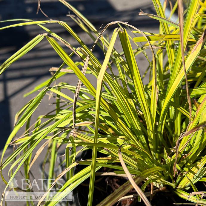 #1 Grass Carex elata Aurea/ Bowles Golden Sedge