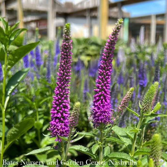 #1 Veronica x PW Magic Show 'Purple Illusion'/ Speedwell