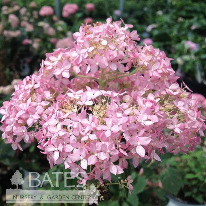 #3 Hydrangea arb PW Invincibelle Spirit II/ Smooth Pink Native (TN)
