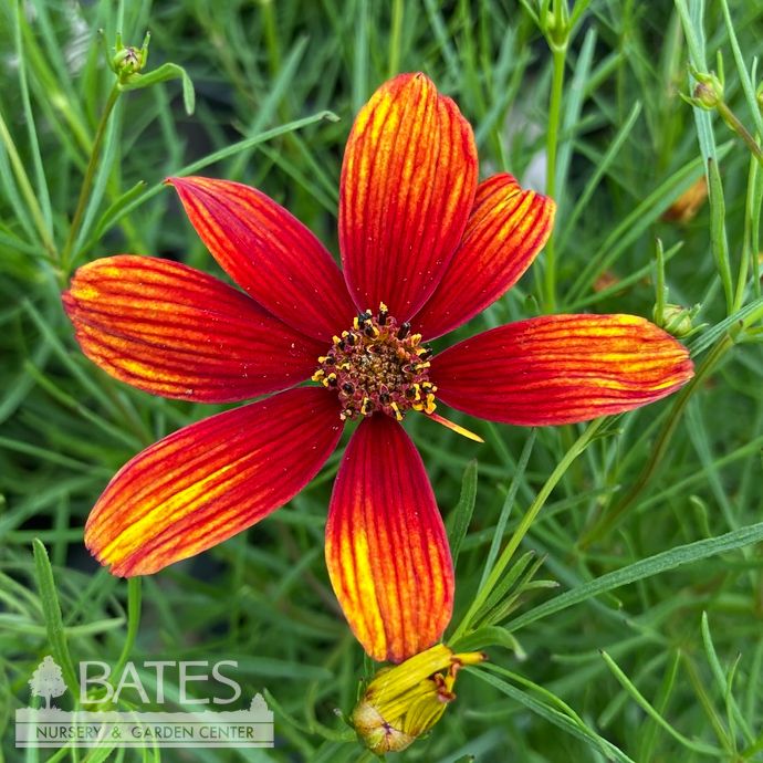 #1 Coreopsis x Lightning Bug/ Compact Red and Yellow Tickseed
