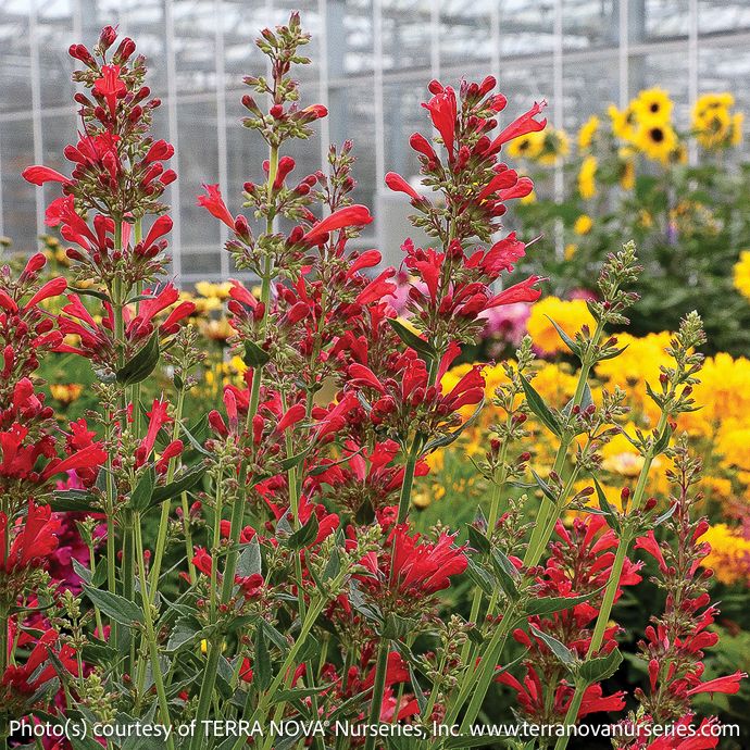 #1 Agastache x Kudos Red/ Hummingbird Mint