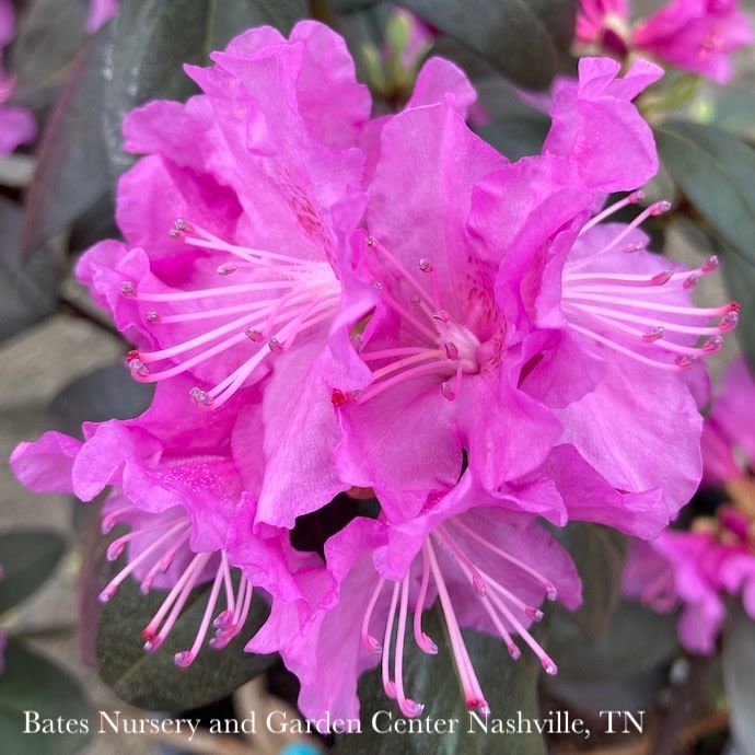 #3 Rhododendron x PJM ELITE/ Lavender-Pink - No Warranty