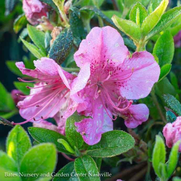 #3 Azalea x Girard's Renee Michelle/ Pink