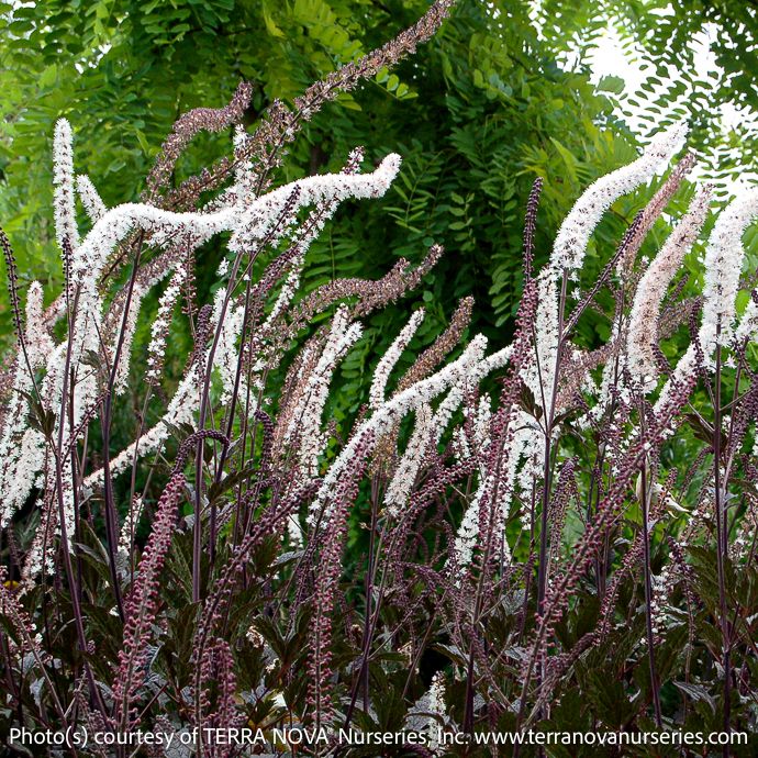 #2 Actaea (Cimicifuga) simplex Black Negligee/ Snakeroot, Bugbane