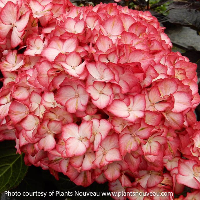 #3 Hydrangea mac Kimono/ White with Red Margins