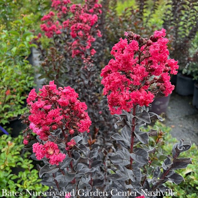 #3 Lagerstroemia ind PW Center Stage 'Pink'/ Semi-dwarf Crape Myrtle