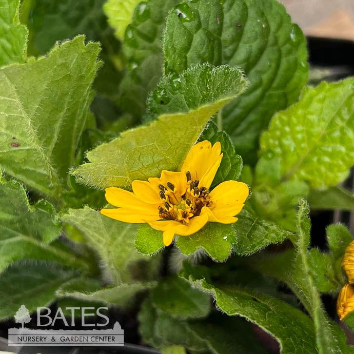 #1 Chrysogonum virginianum AB/ Green and Gold, Goldenstar Allen Bush ...