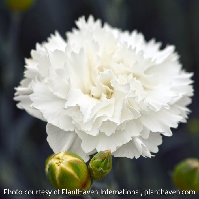 #1 Dianthus x Scent First 'Memories'/ White Cheddar Pinks