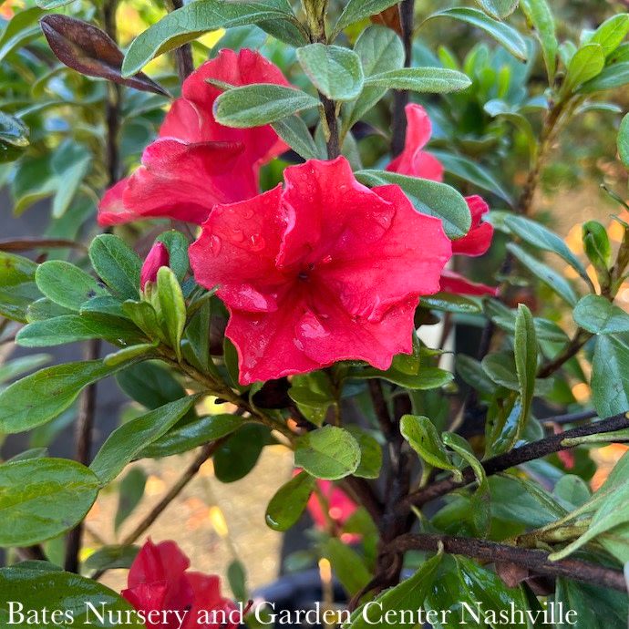 #3 Azalea x Encore Autumn Sunset/ Repeat Orange-Red Dwarf