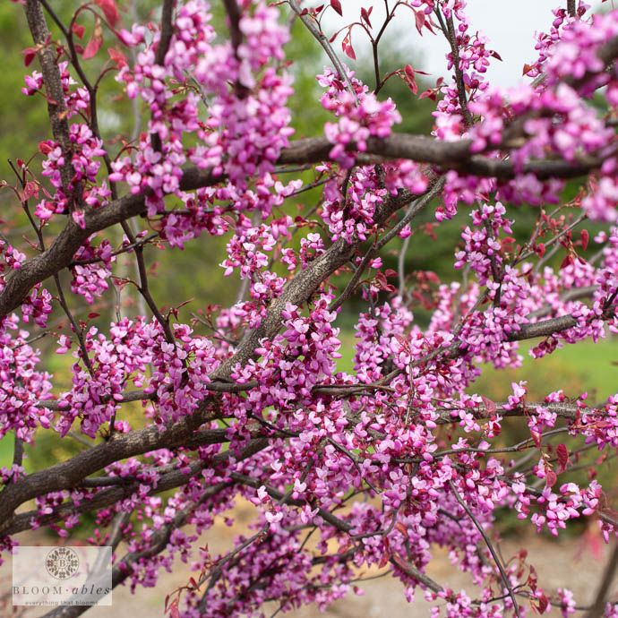 #15 Cercis can Carolina Sweetheart/ Variegated Eastern Redbud Native (TN)
