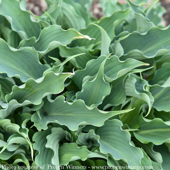 #1 Hosta x PW Shadowland Waterslide/ Ruffled Blue