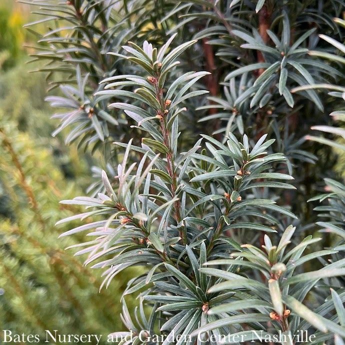 #7 24" Taxus x Maureen/ Columnar Upright Yew