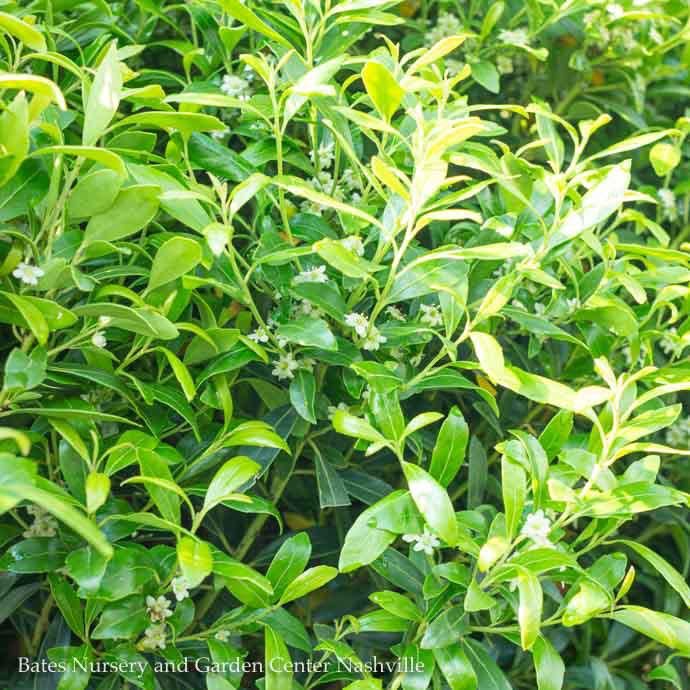 #3 Ilex glabra Shamrock/ Inkberry Holly (female) Native (TN)